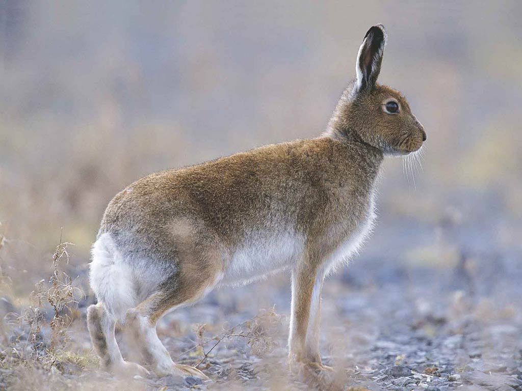 Hare Wallpapers - Top Free Hare Backgrounds - WallpaperAccess