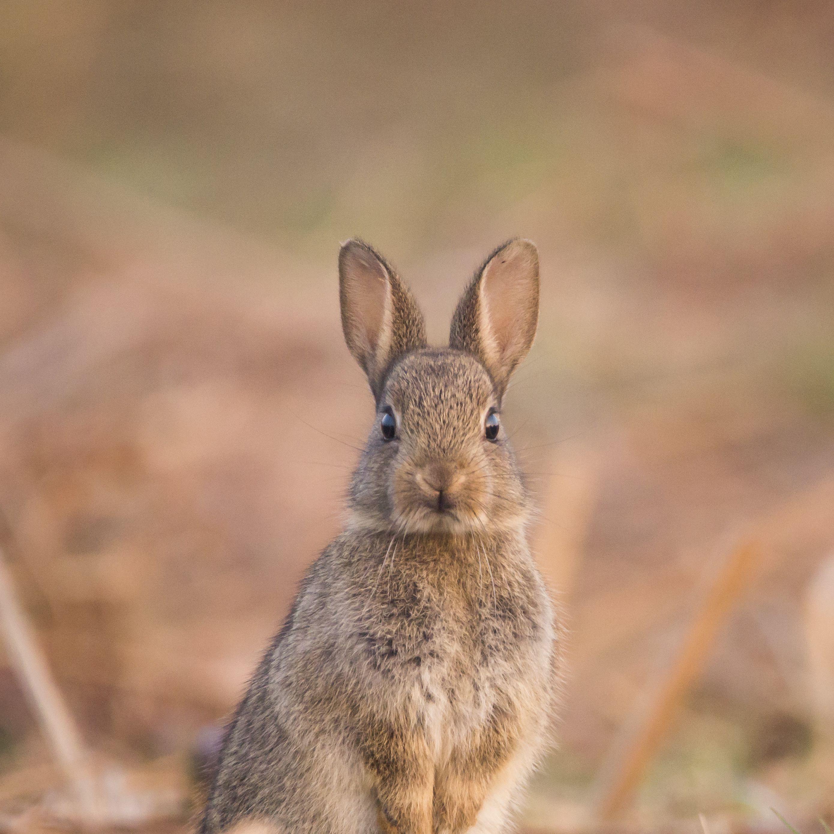 Hare Wallpapers - Top Free Hare Backgrounds - WallpaperAccess