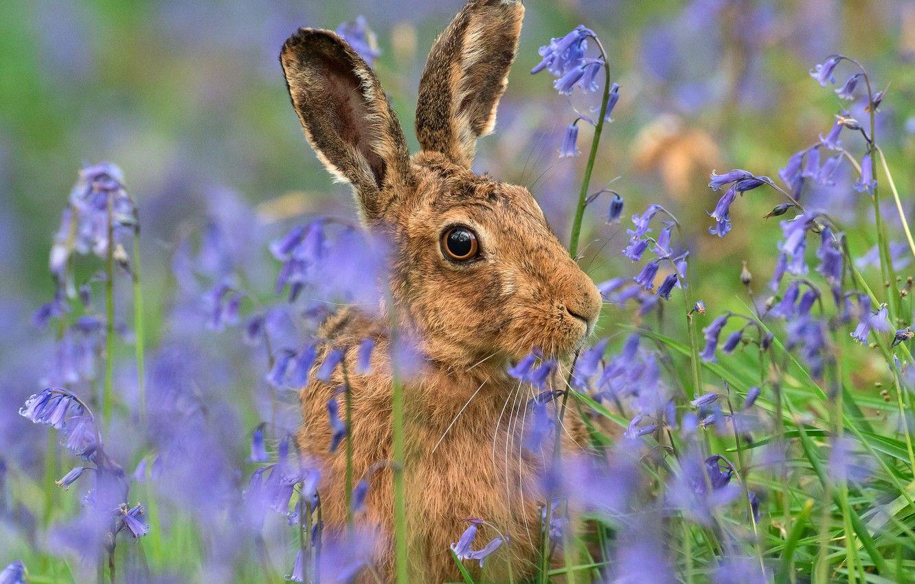 Hare Wallpapers - Top Free Hare Backgrounds - WallpaperAccess