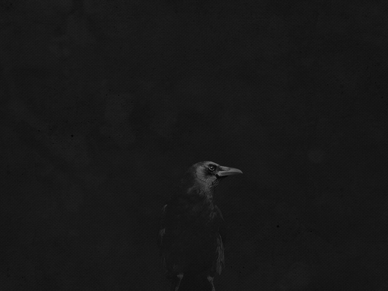 Dark Crow Wallpapers - Top Free Dark Crow Backgrounds - WallpaperAccess