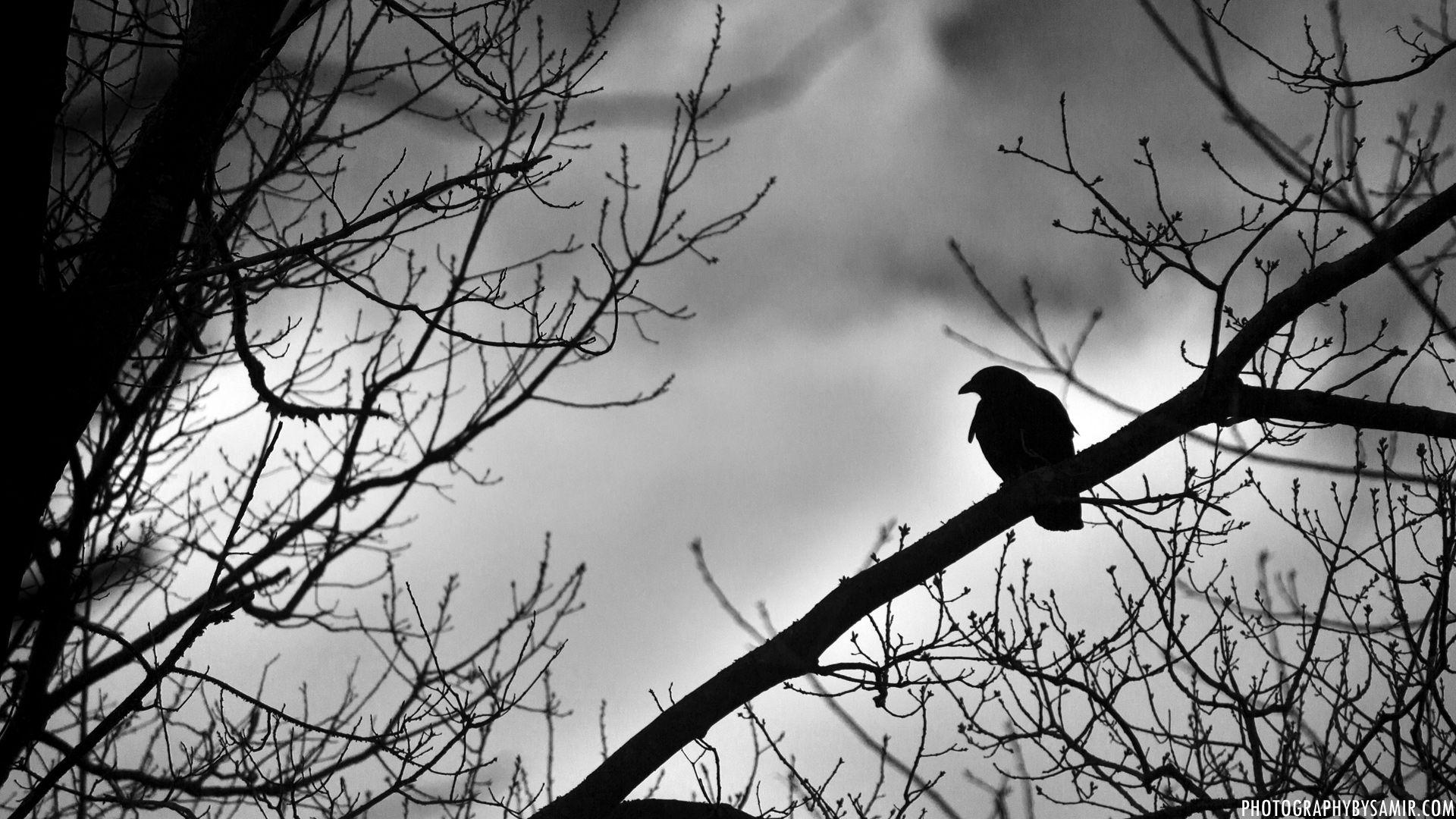 Dark Crow Wallpapers - Top Free Dark Crow Backgrounds - WallpaperAccess