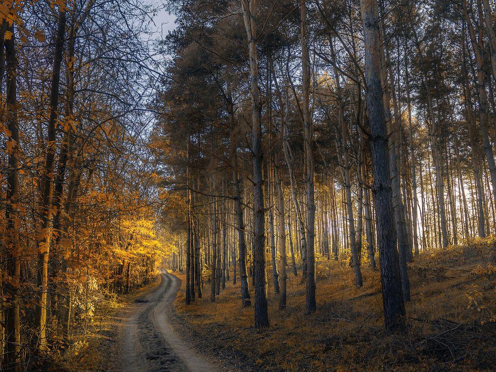Country Thanksgiving Wallpapers - Top Free Country Thanksgiving ...