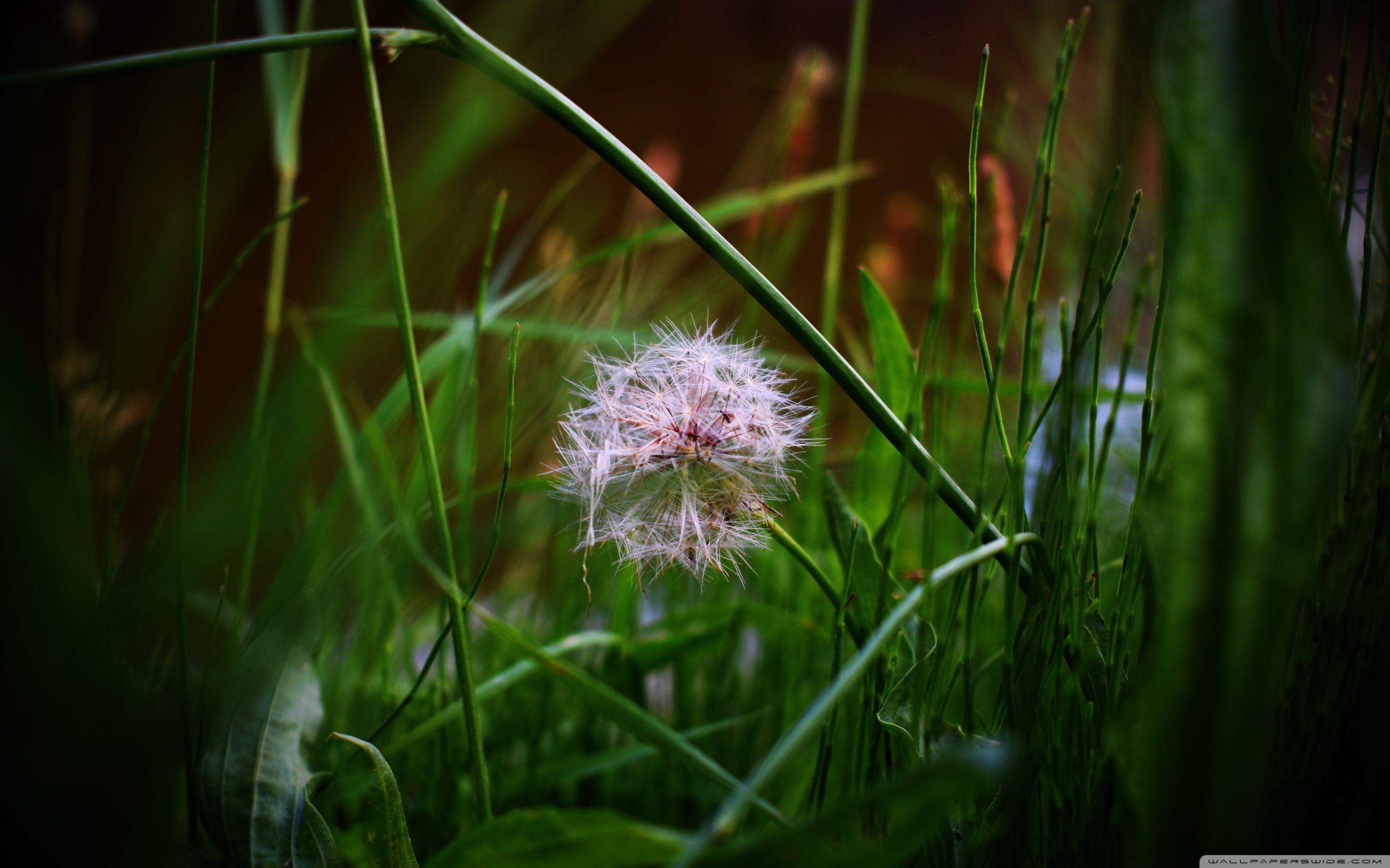 Hello There Wallpapers - Top Free Hello There Backgrounds - WallpaperAccess