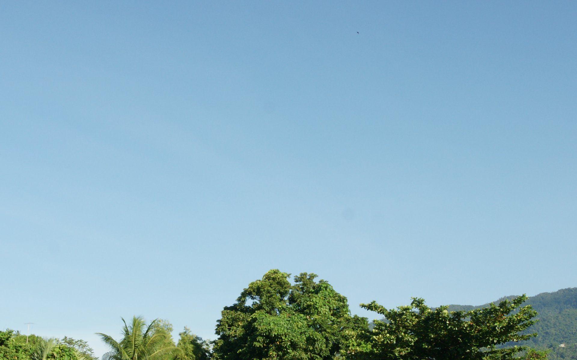 Jungle Sky Wallpapers - Top Free Jungle Sky Backgrounds - WallpaperAccess