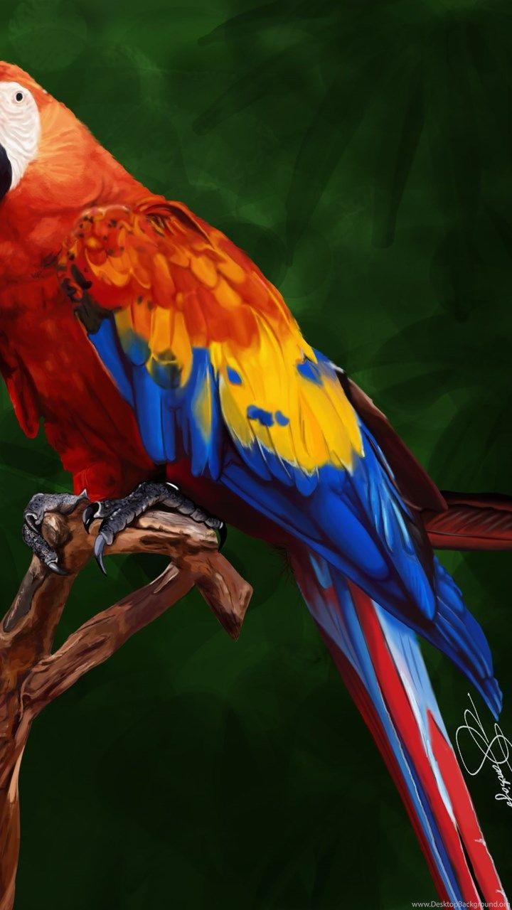 Colorful Parrot Wallpapers - Top Free Colorful Parrot Backgrounds ...