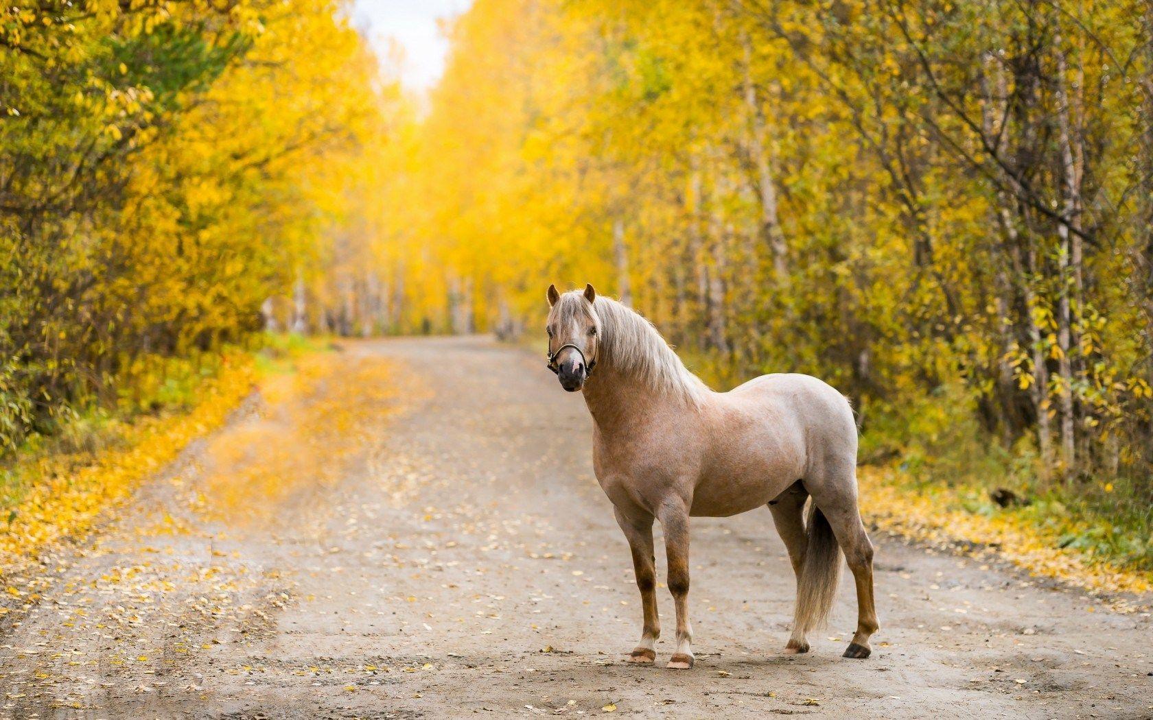 Fall Horse Wallpapers - Top Free Fall Horse Backgrounds - WallpaperAccess
