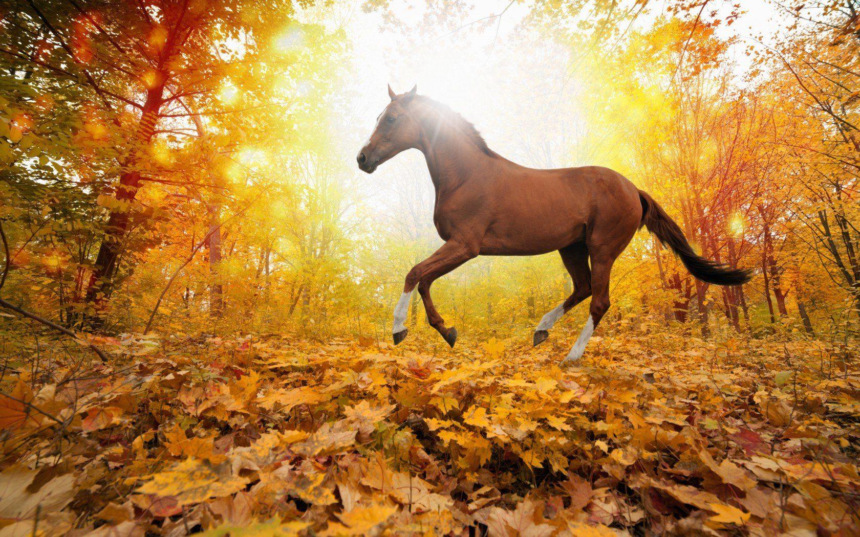 Fall Horse Wallpapers - Top Free Fall Horse Backgrounds - WallpaperAccess