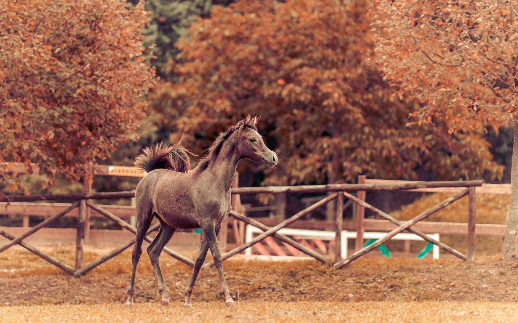 Fall Horse Wallpapers - Top Free Fall Horse Backgrounds - WallpaperAccess