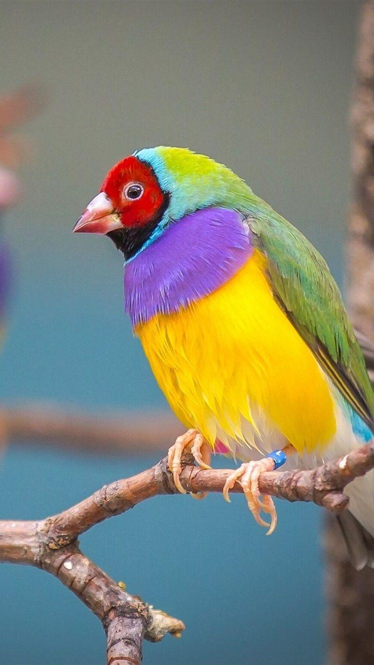 Colorful Parrot Wallpapers - Top Free Colorful Parrot Backgrounds ...