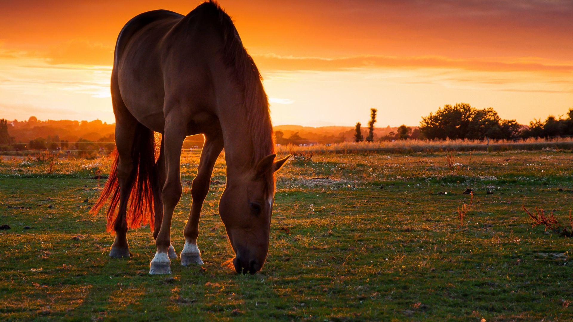 Fall Horse Wallpapers - Top Free Fall Horse Backgrounds - WallpaperAccess