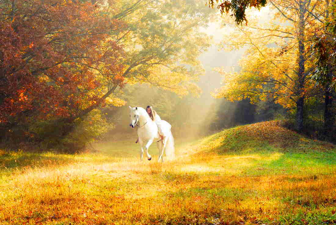 Fall Horse Wallpapers - Top Free Fall Horse Backgrounds - WallpaperAccess