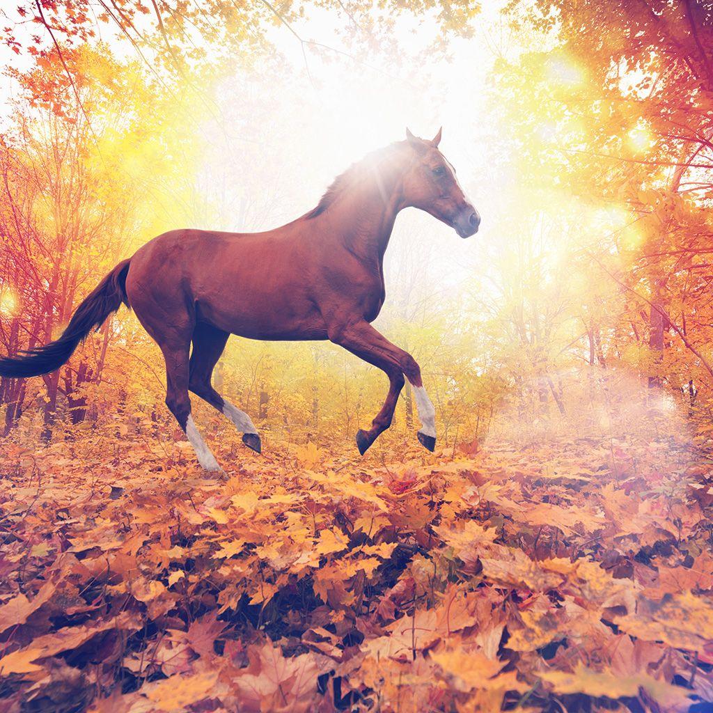 Fall Horse Wallpapers - Top Free Fall Horse Backgrounds - WallpaperAccess