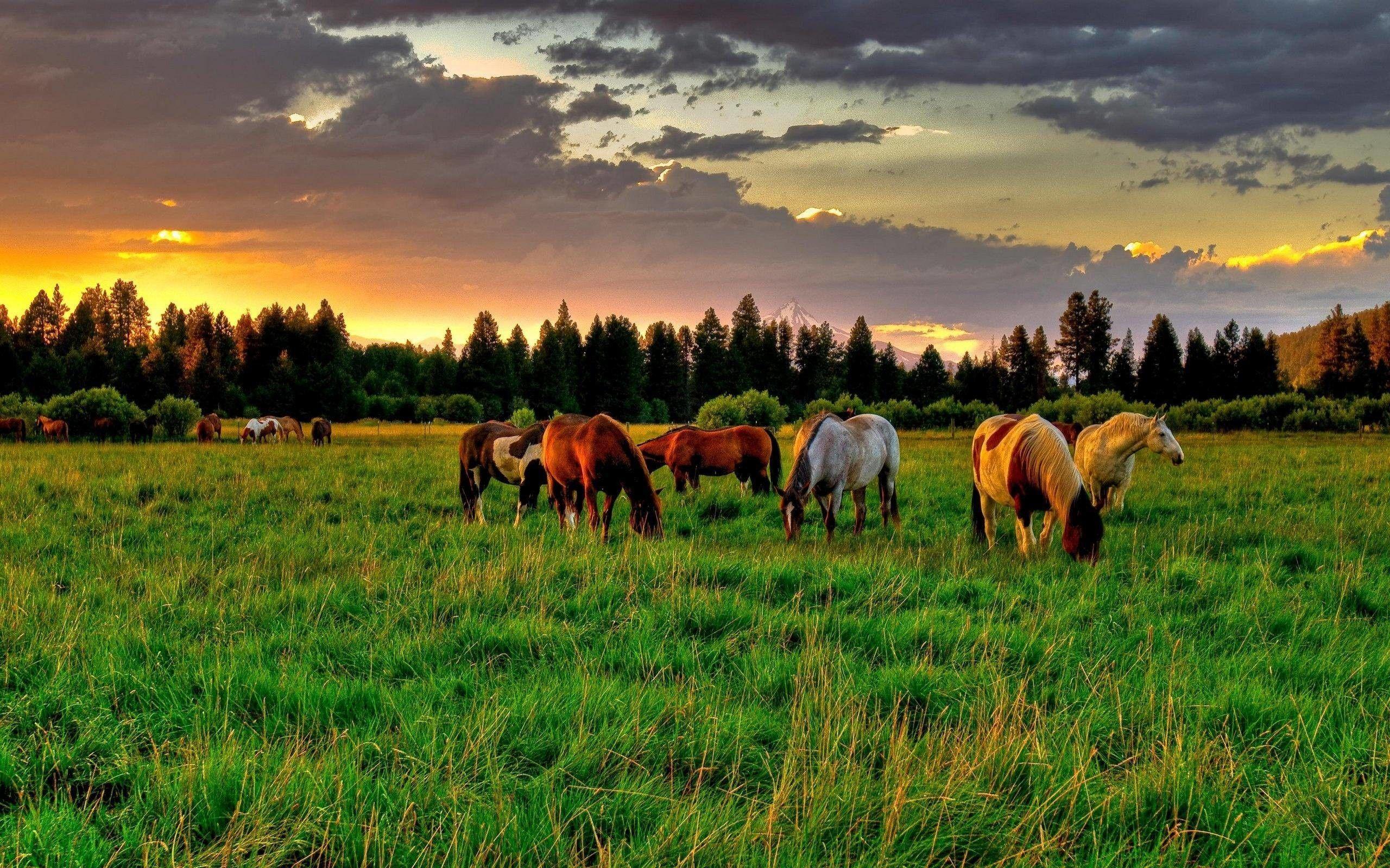 Fall Horse Wallpapers - Top Free Fall Horse Backgrounds - WallpaperAccess