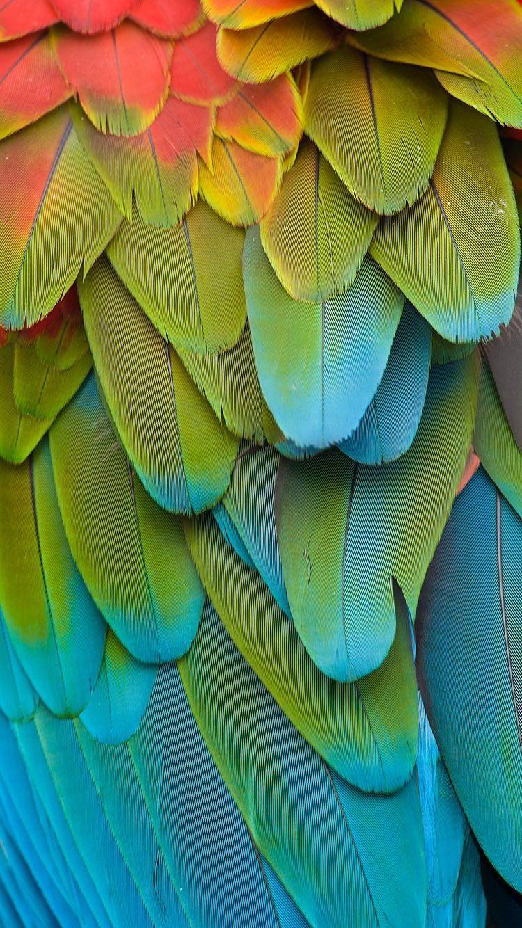 Colorful Parrot Wallpapers - Top Free Colorful Parrot Backgrounds ...