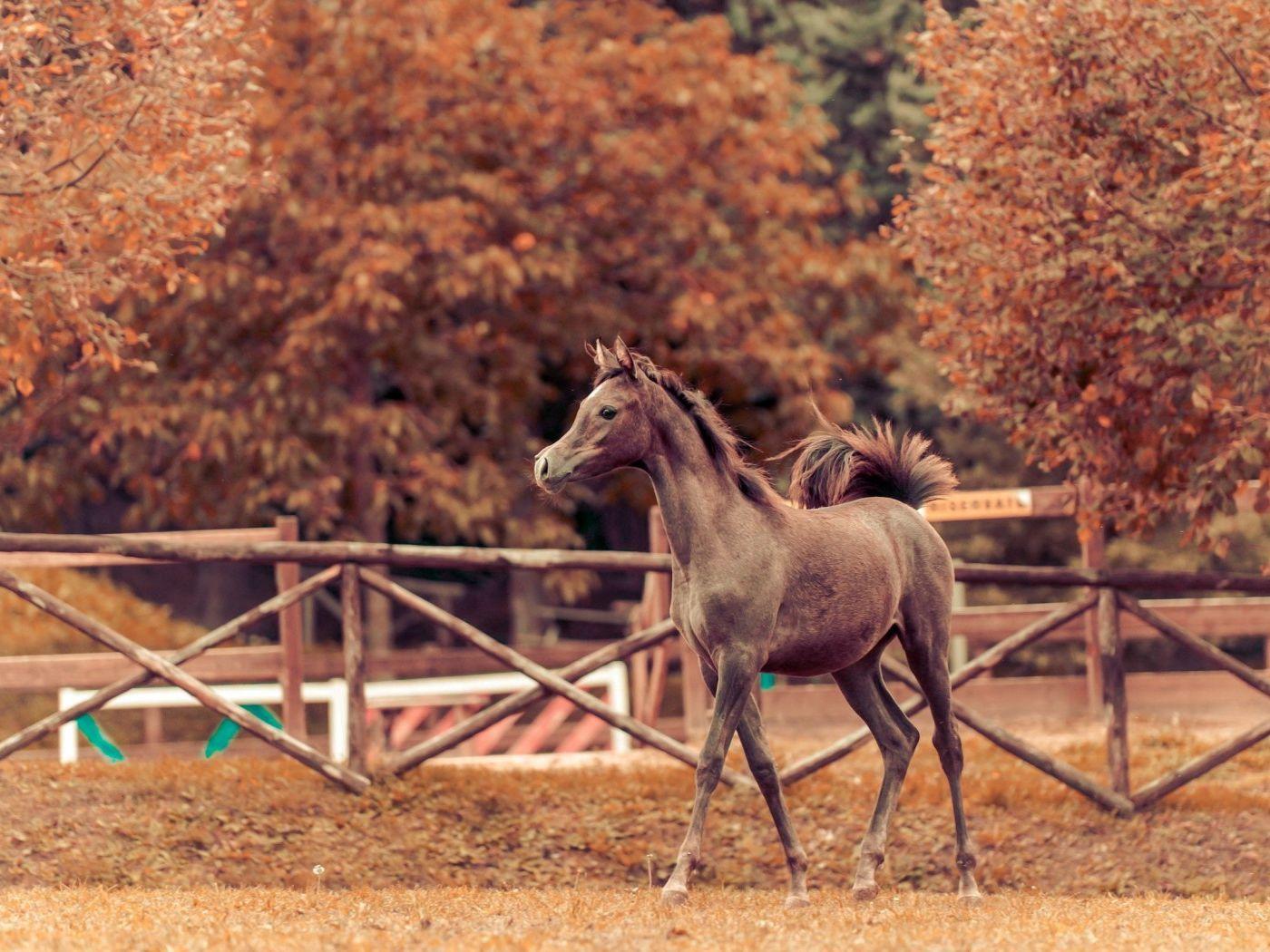 Fall Horse Wallpapers - Top Free Fall Horse Backgrounds - WallpaperAccess