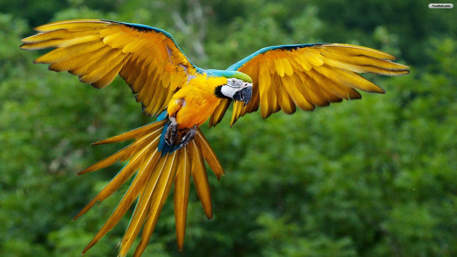 Colorful Parrot Wallpapers - Top Free Colorful Parrot Backgrounds ...
