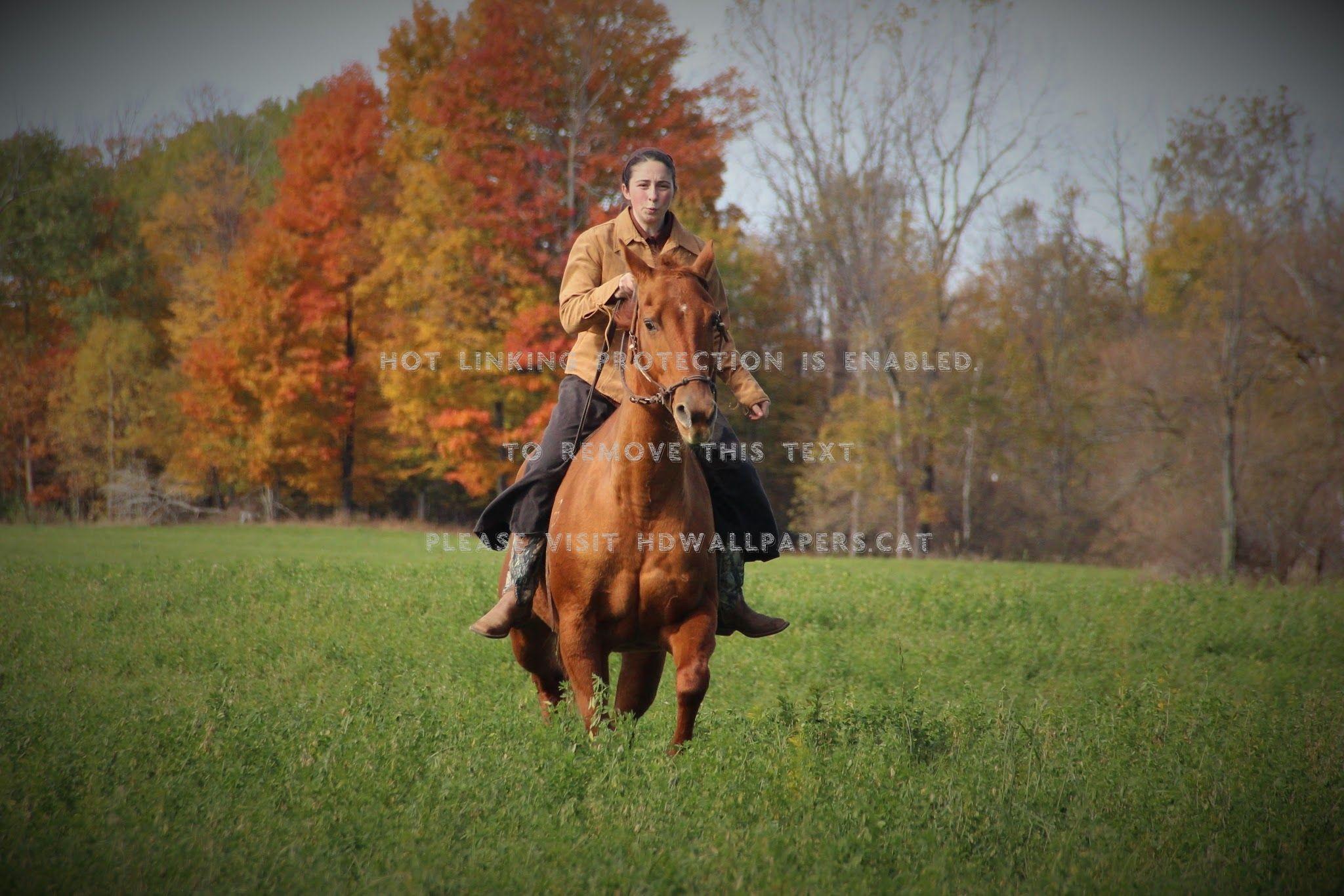 Fall Horse Wallpapers - Top Free Fall Horse Backgrounds - WallpaperAccess