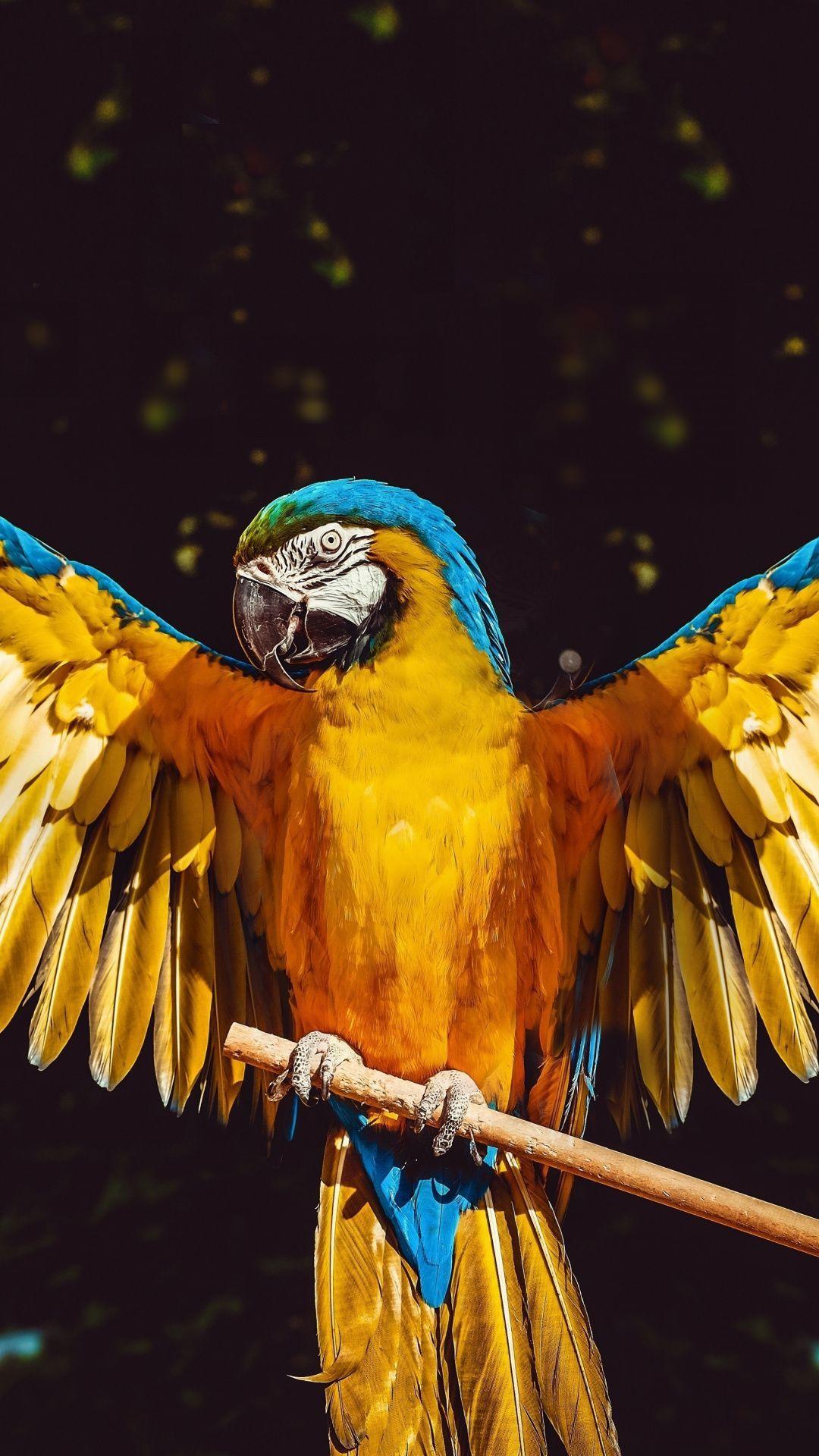 Parrot Art Wallpapers - Top Free Parrot Art Backgrounds - WallpaperAccess