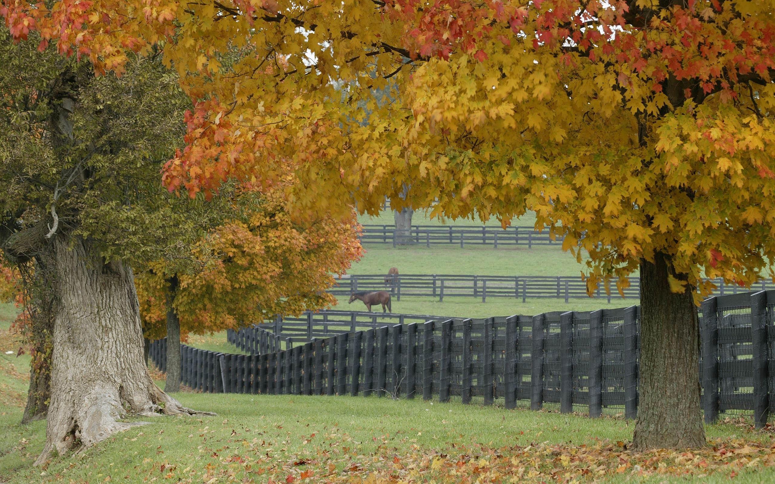 Fall Horse Wallpapers - Top Free Fall Horse Backgrounds - WallpaperAccess