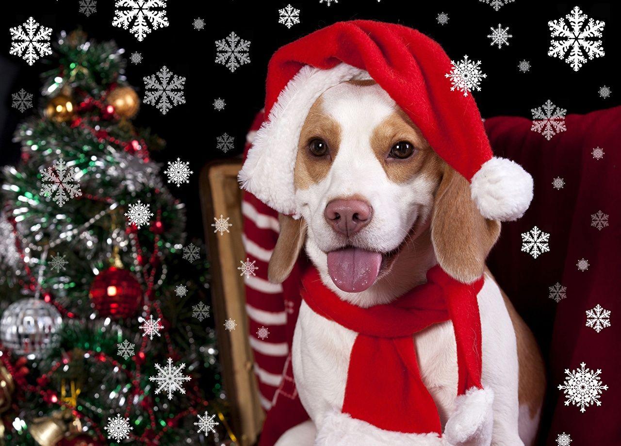 Christmas Beagle Wallpapers - Top Free Christmas Beagle Backgrounds ...