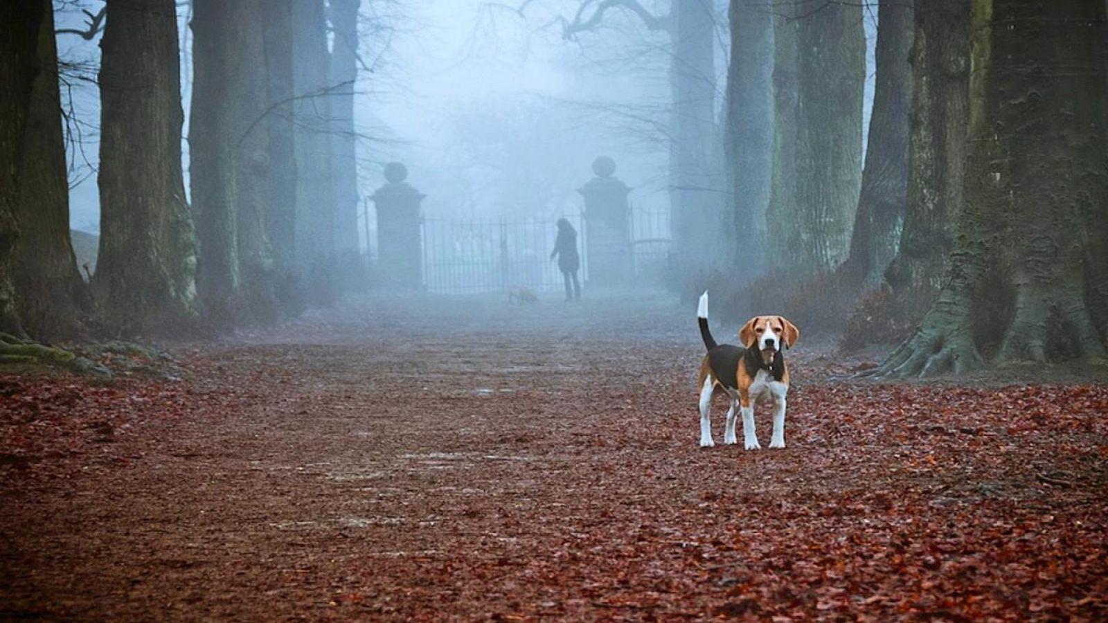 Christmas Beagle Wallpapers - Top Free Christmas Beagle Backgrounds ...