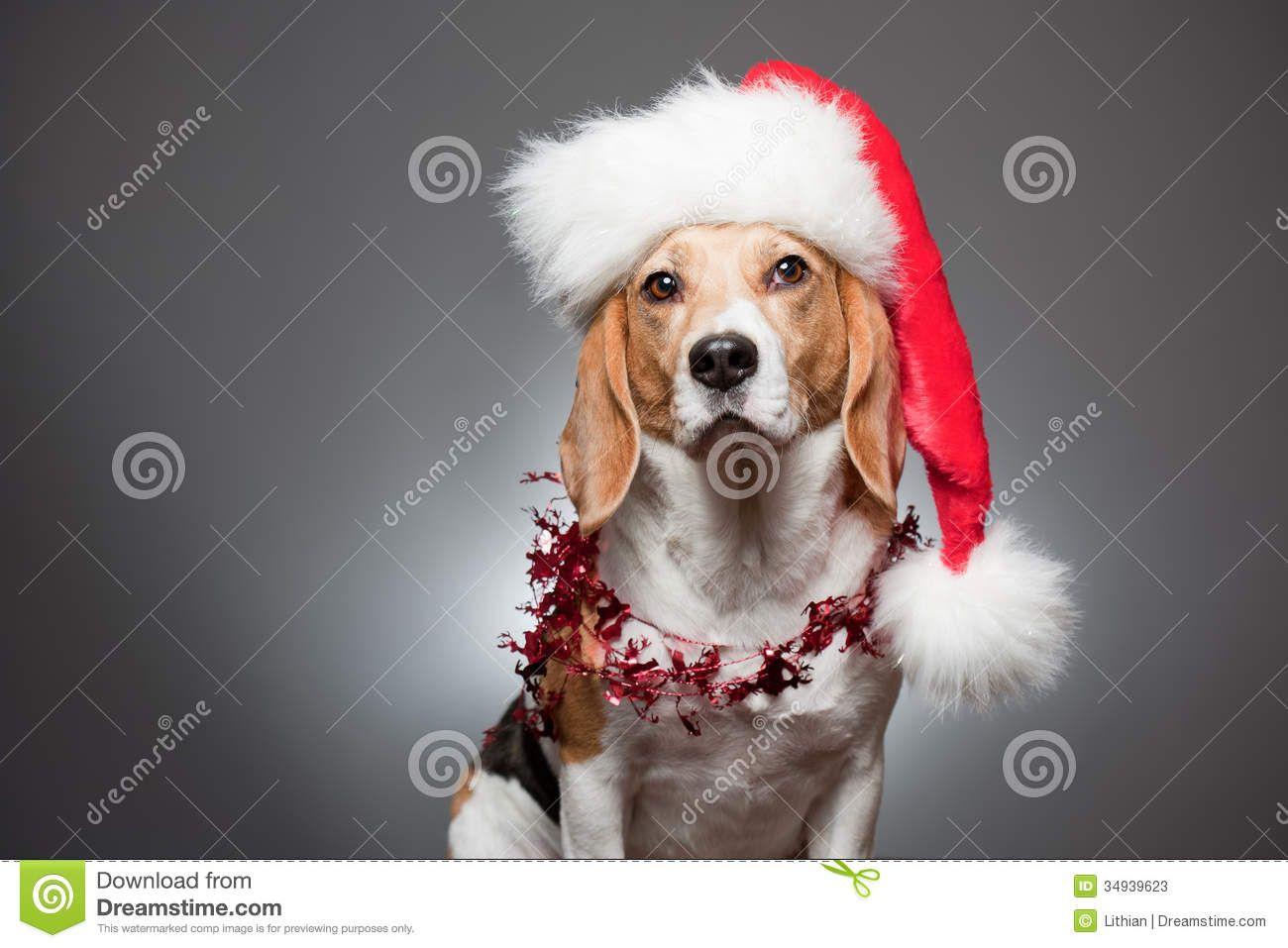 Christmas Beagle Wallpapers - Top Free Christmas Beagle Backgrounds ...