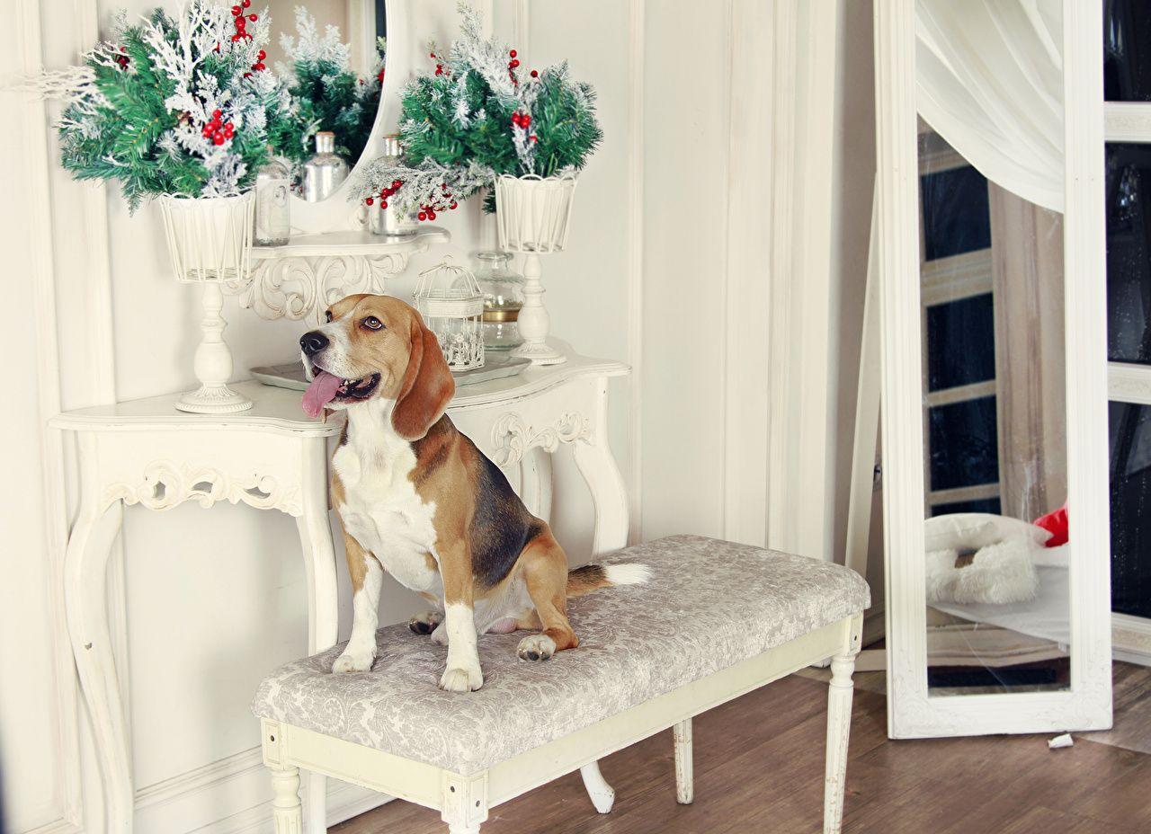 Christmas Beagle Wallpapers - Top Free Christmas Beagle Backgrounds ...