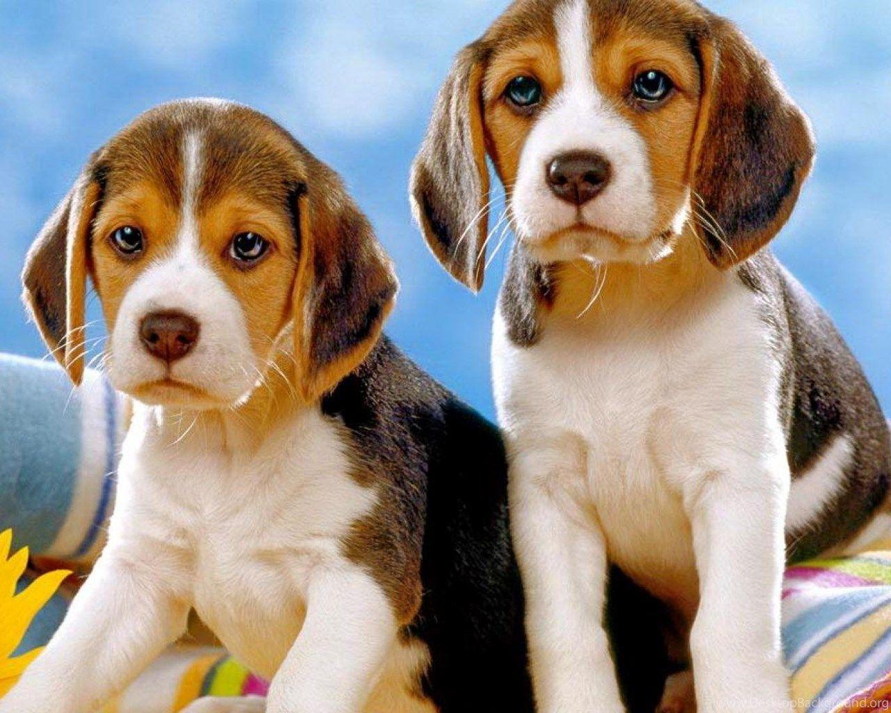 Christmas Beagle Wallpapers - Top Free Christmas Beagle Backgrounds ...