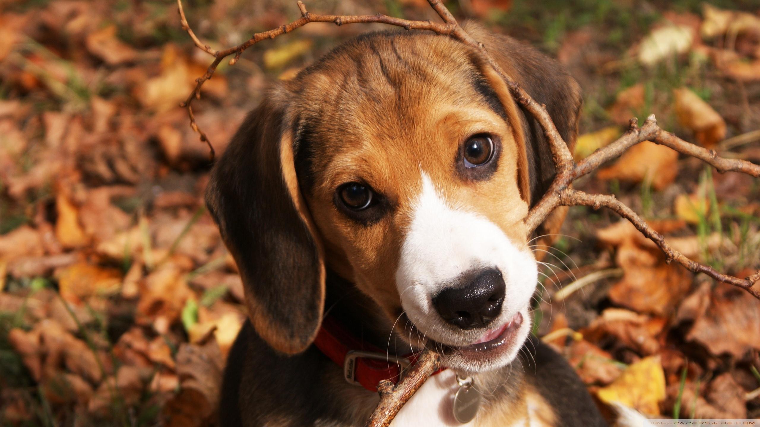 Beagle Puppy Wallpapers - Top Free Beagle Puppy Backgrounds ...