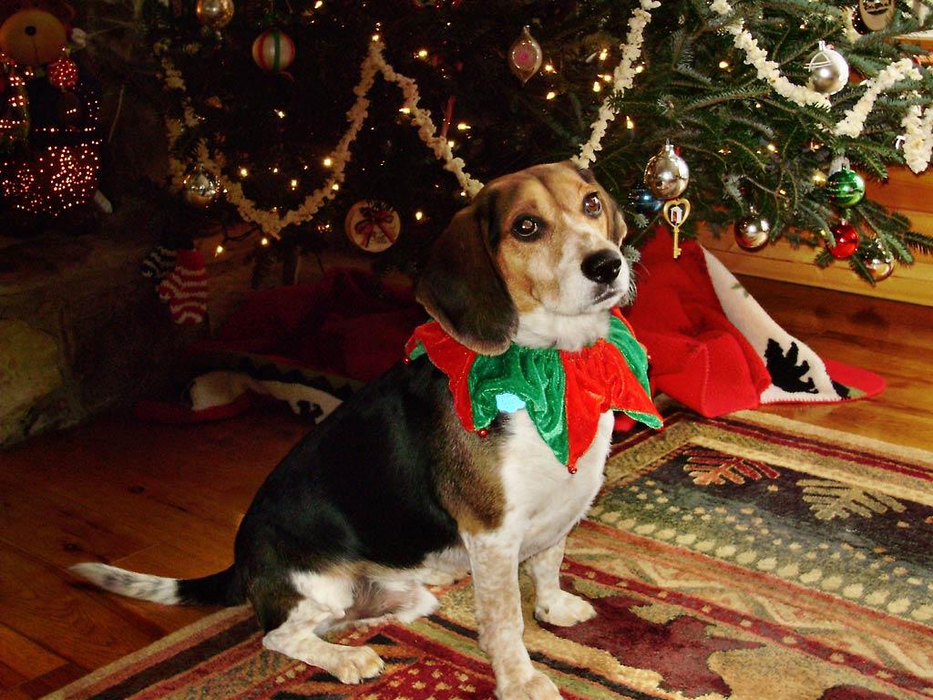 Christmas Beagle Wallpapers - Top Free Christmas Beagle Backgrounds ...
