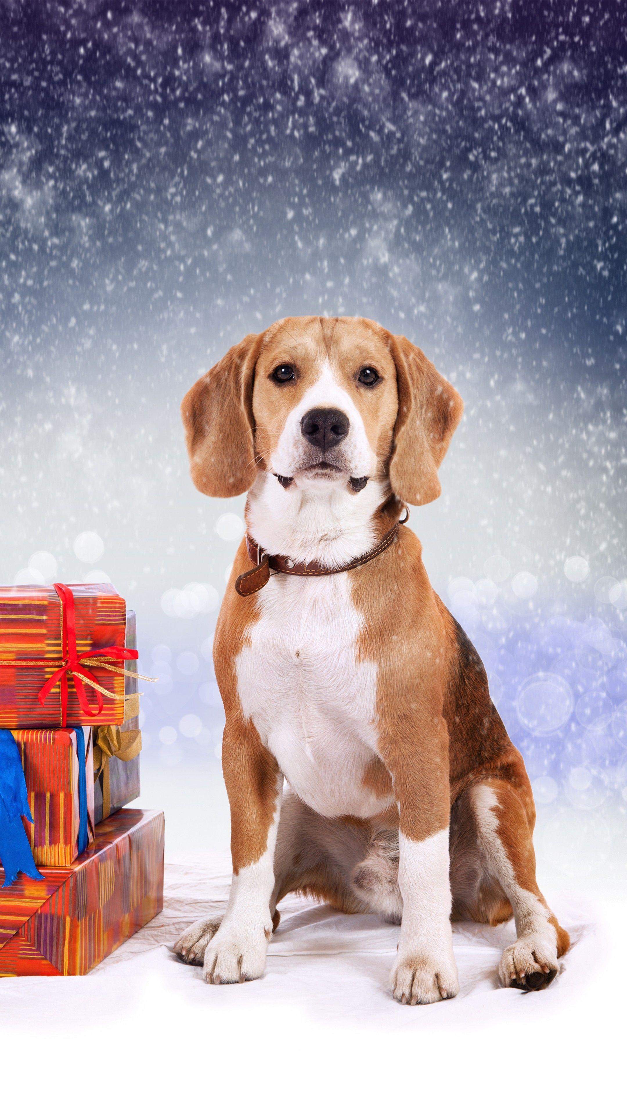 Christmas Beagle Wallpapers - Top Free Christmas Beagle Backgrounds ...