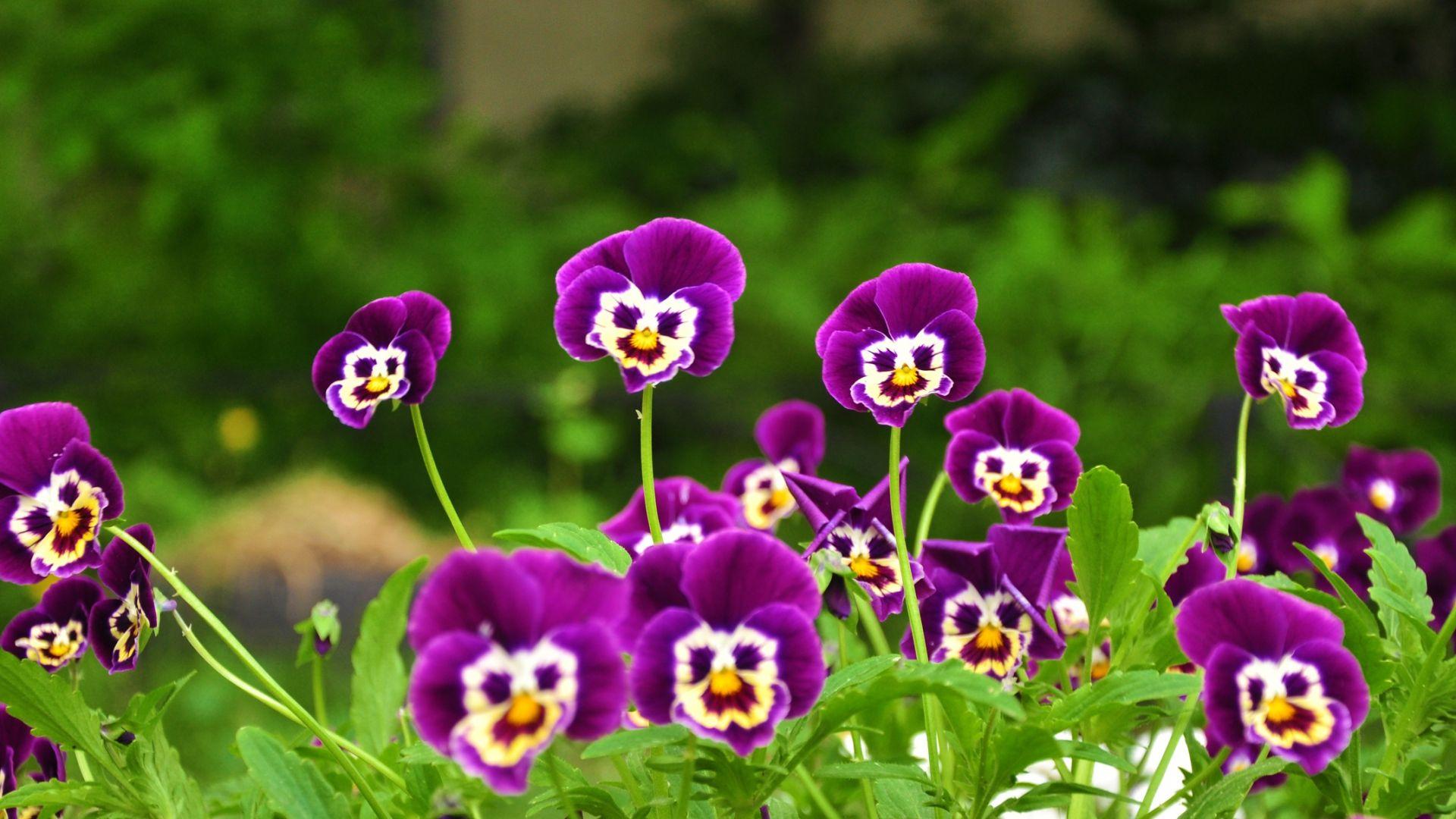 Pansy Flowers Wallpapers - Top Free Pansy Flowers Backgrounds ...