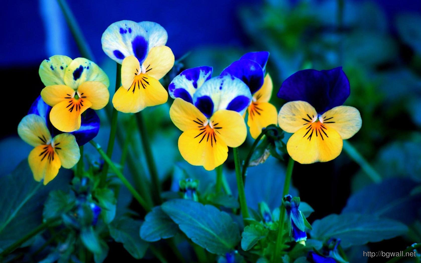 Pansy Flowers Wallpapers - Top Free Pansy Flowers Backgrounds ...