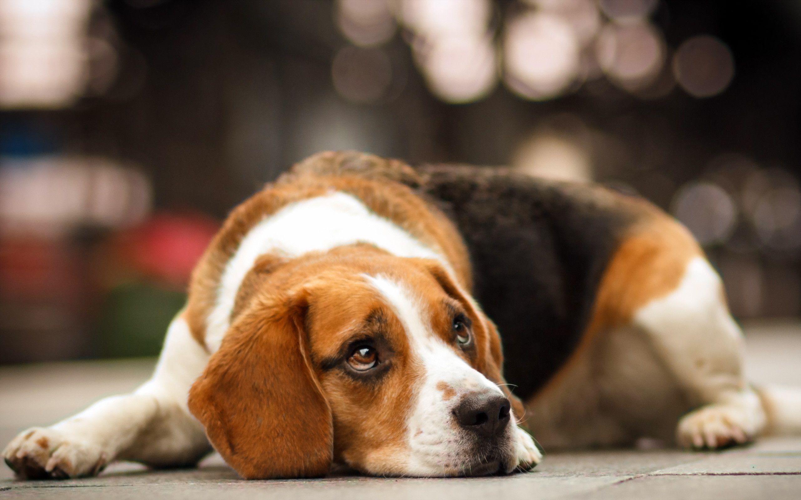 Christmas Beagle Wallpapers - Top Free Christmas Beagle Backgrounds ...