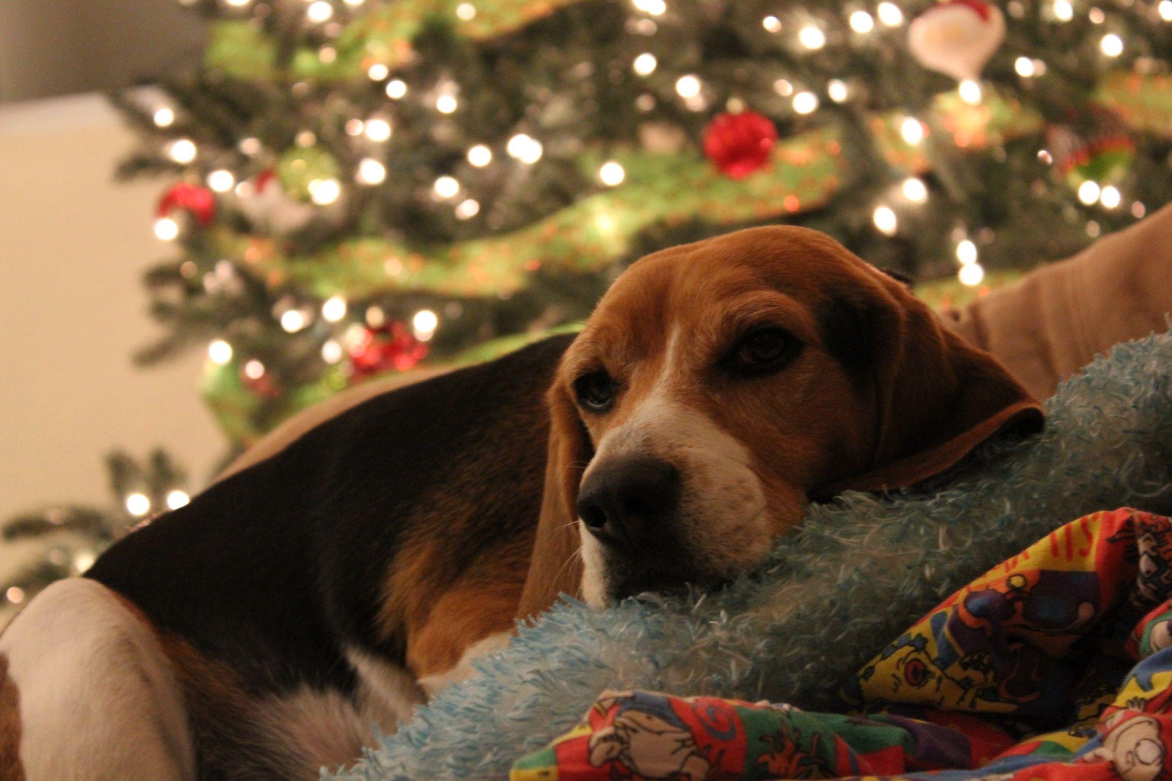 Christmas Beagle Wallpapers - Top Free Christmas Beagle Backgrounds ...