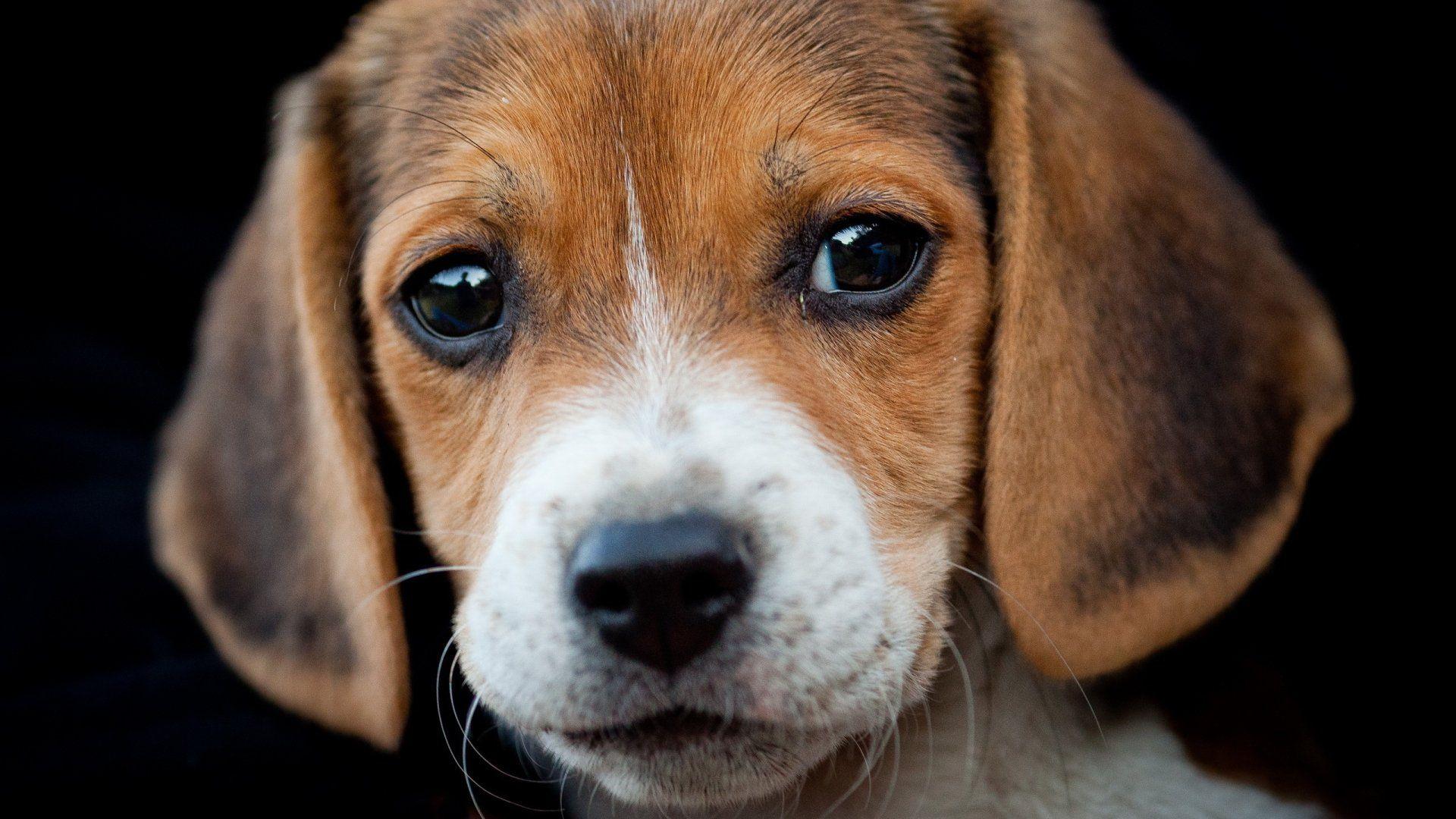 Christmas Beagle Wallpapers - Top Free Christmas Beagle Backgrounds ...