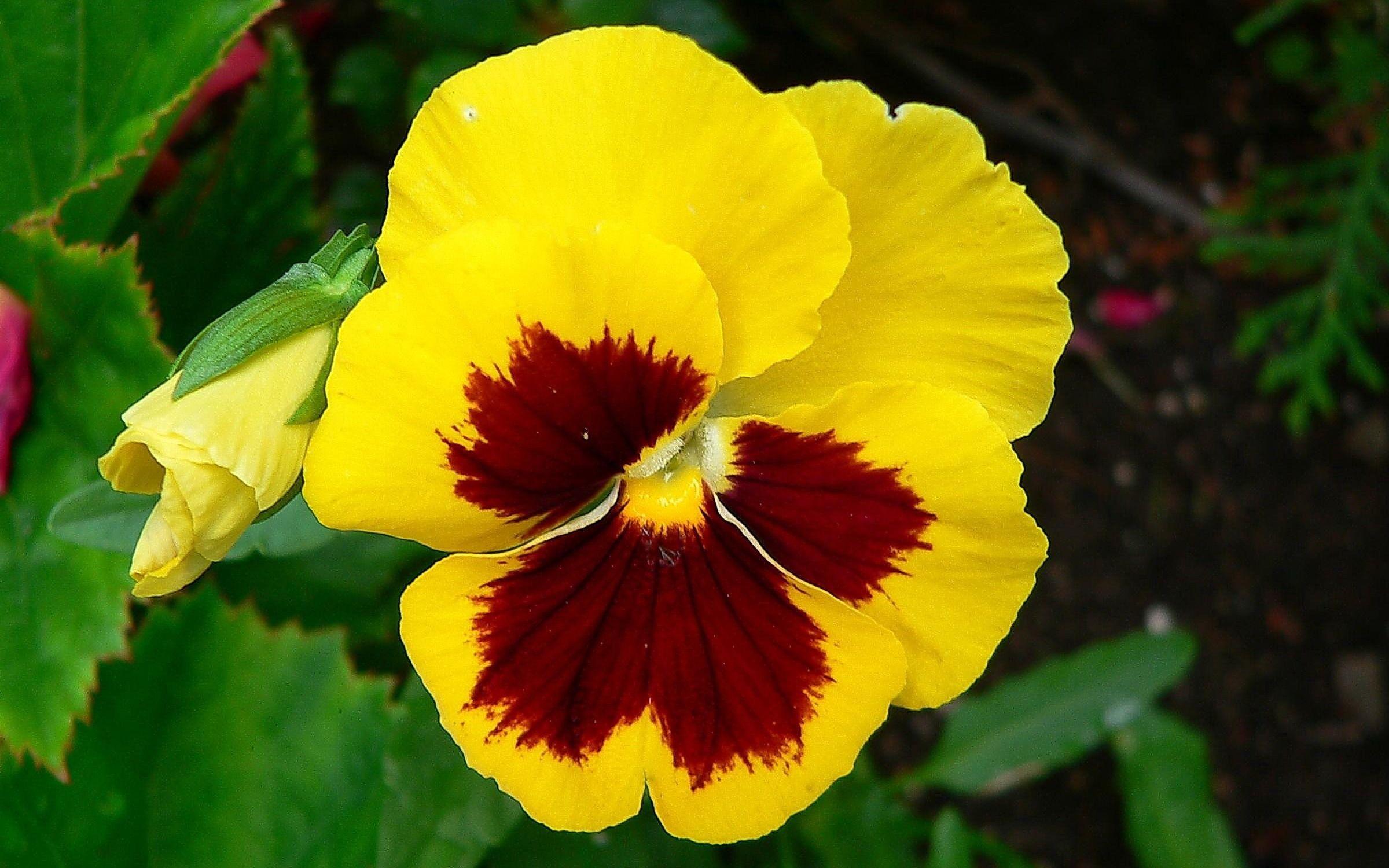 Pansy Flowers Wallpapers - Top Free Pansy Flowers Backgrounds ...