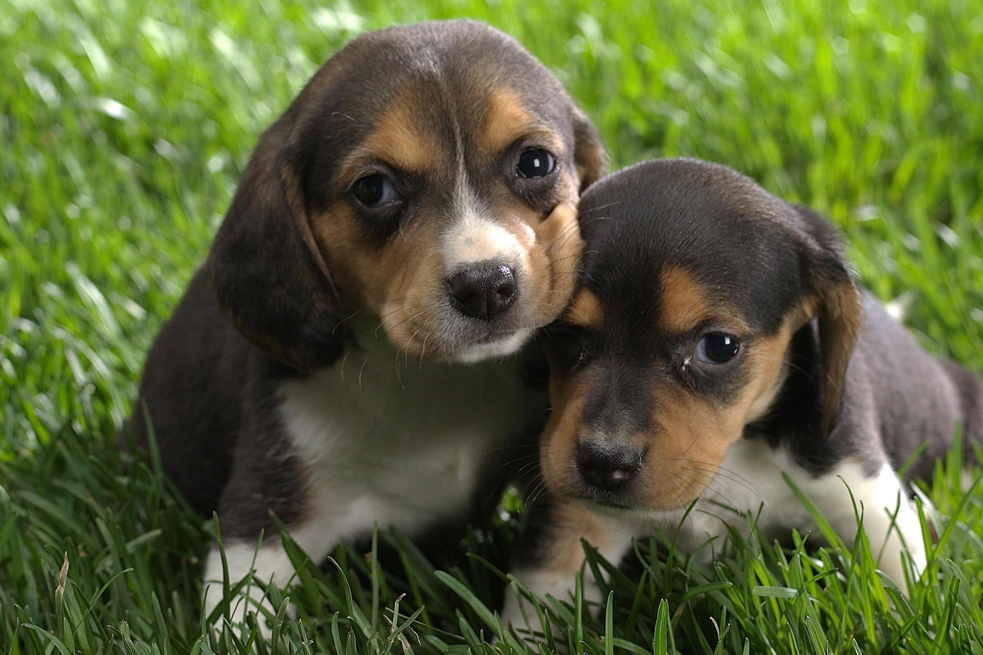 Beagle Puppy Wallpapers - Top Free Beagle Puppy Backgrounds ...