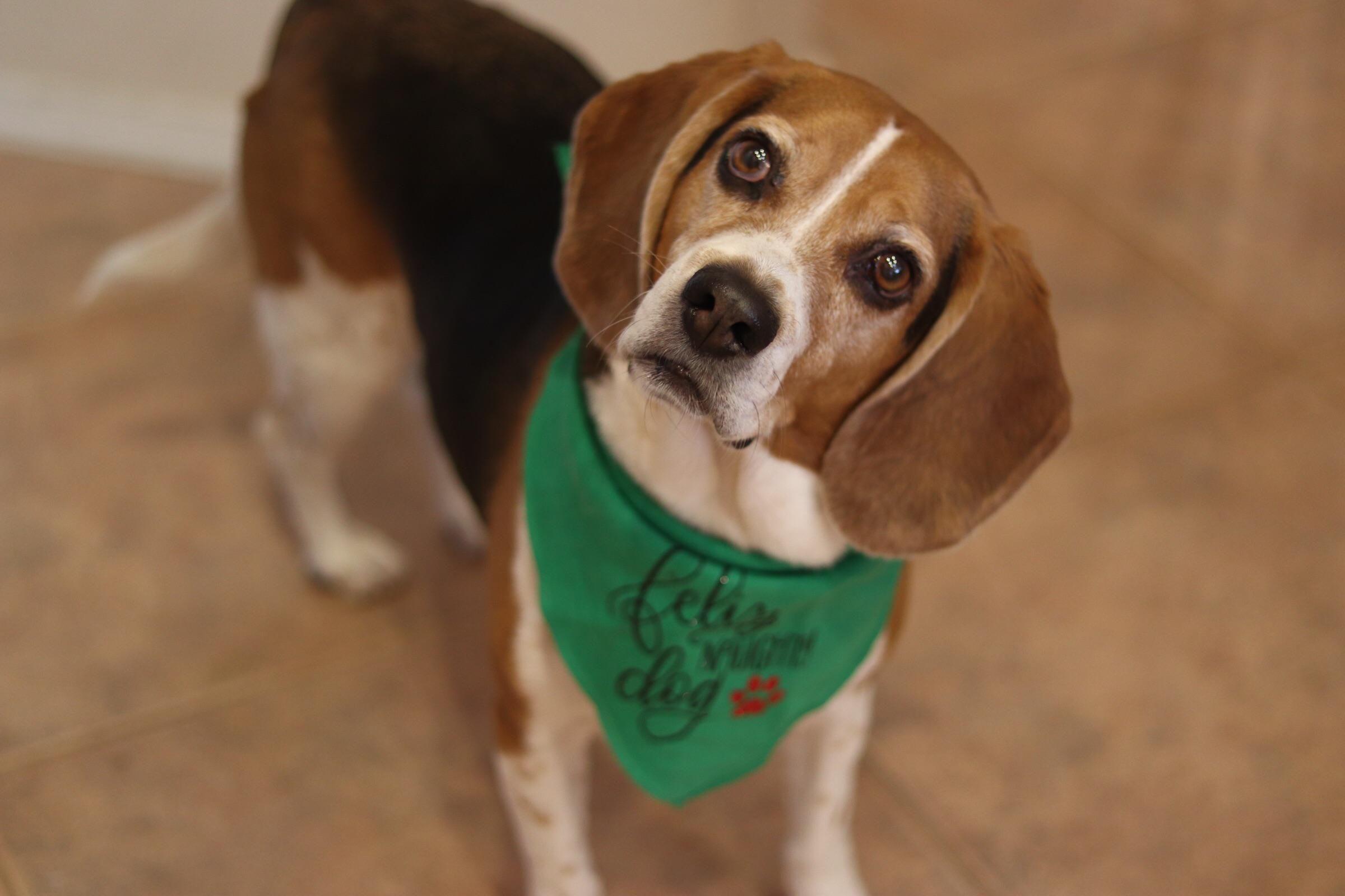 Christmas Beagle Wallpapers - Top Free Christmas Beagle Backgrounds ...