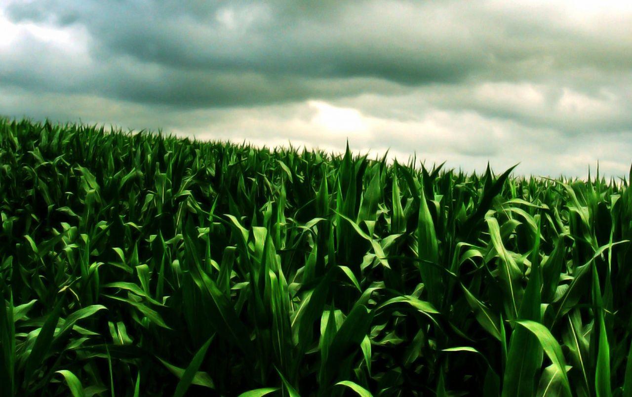 Cornfield Wallpapers - Top Free Cornfield Backgrounds - WallpaperAccess