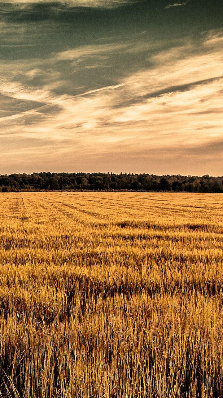 Cornfield Wallpapers - Top Free Cornfield Backgrounds - WallpaperAccess