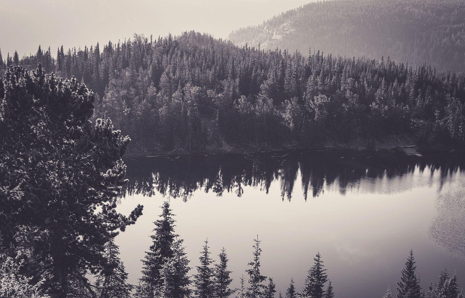 Black and White Forest Wallpapers - Top Free Black and White Forest ...