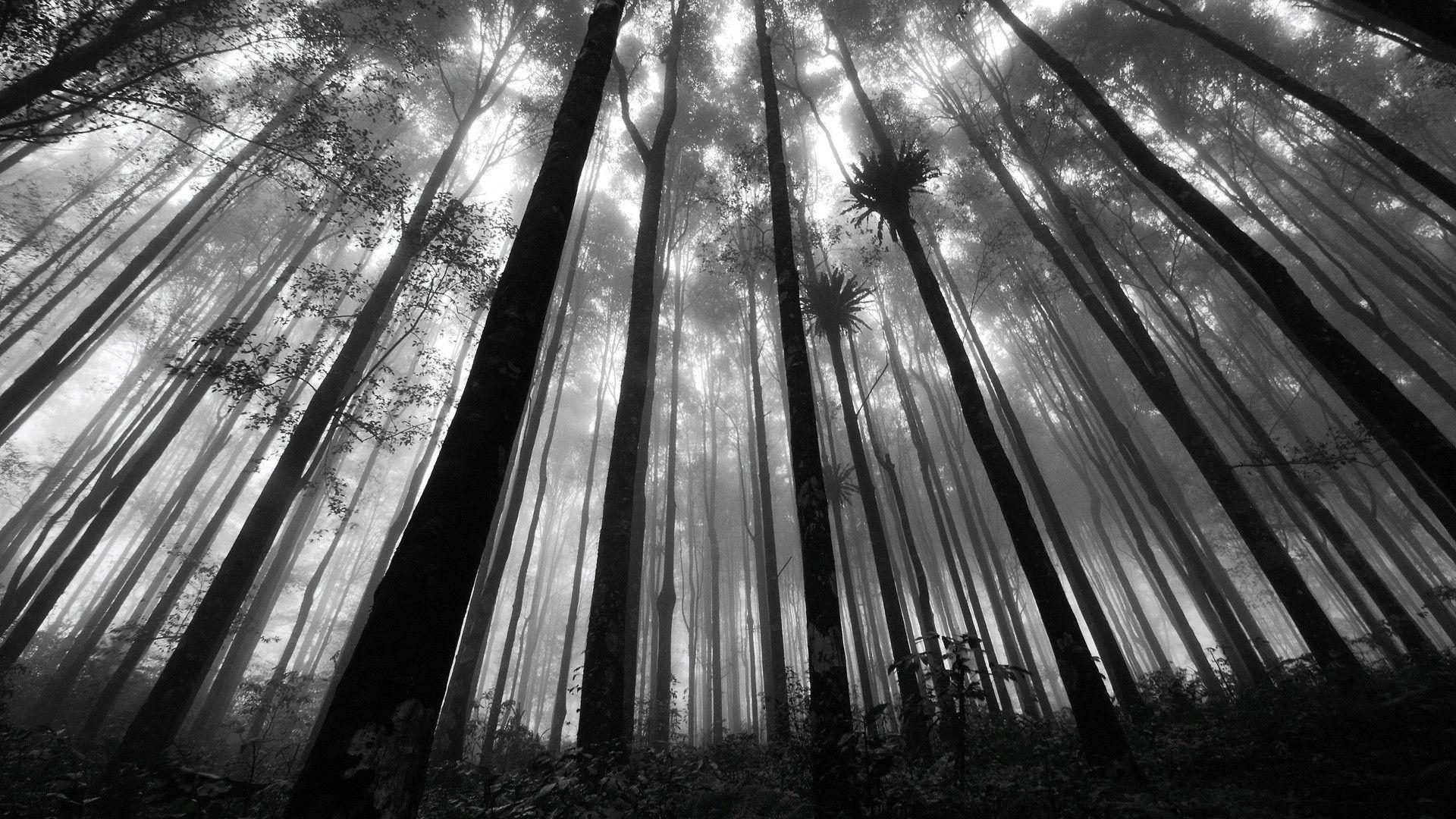 Black and White Forest Wallpapers - Top Free Black and White Forest Backgrounds - WallpaperAccess