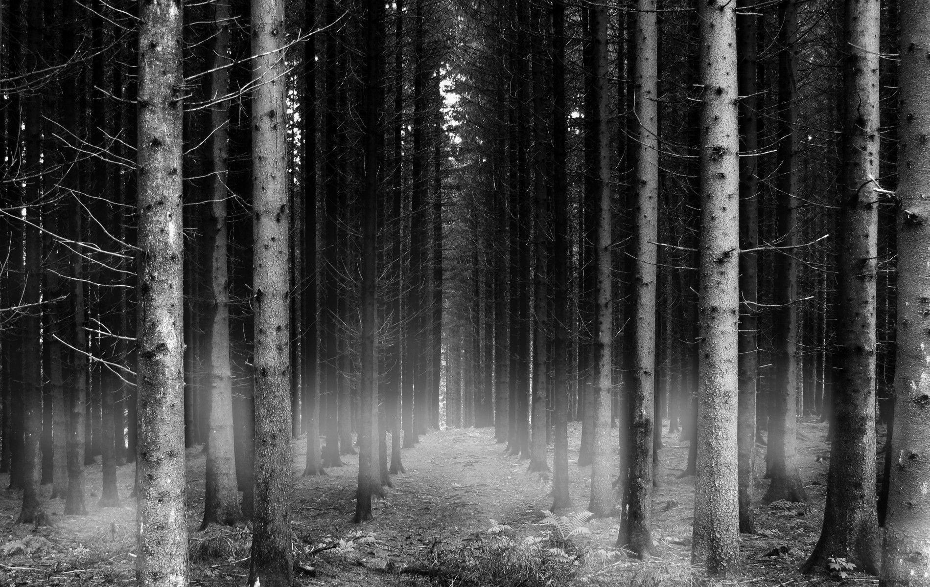 Black and White Forest Wallpapers - Top Free Black and White Forest ...