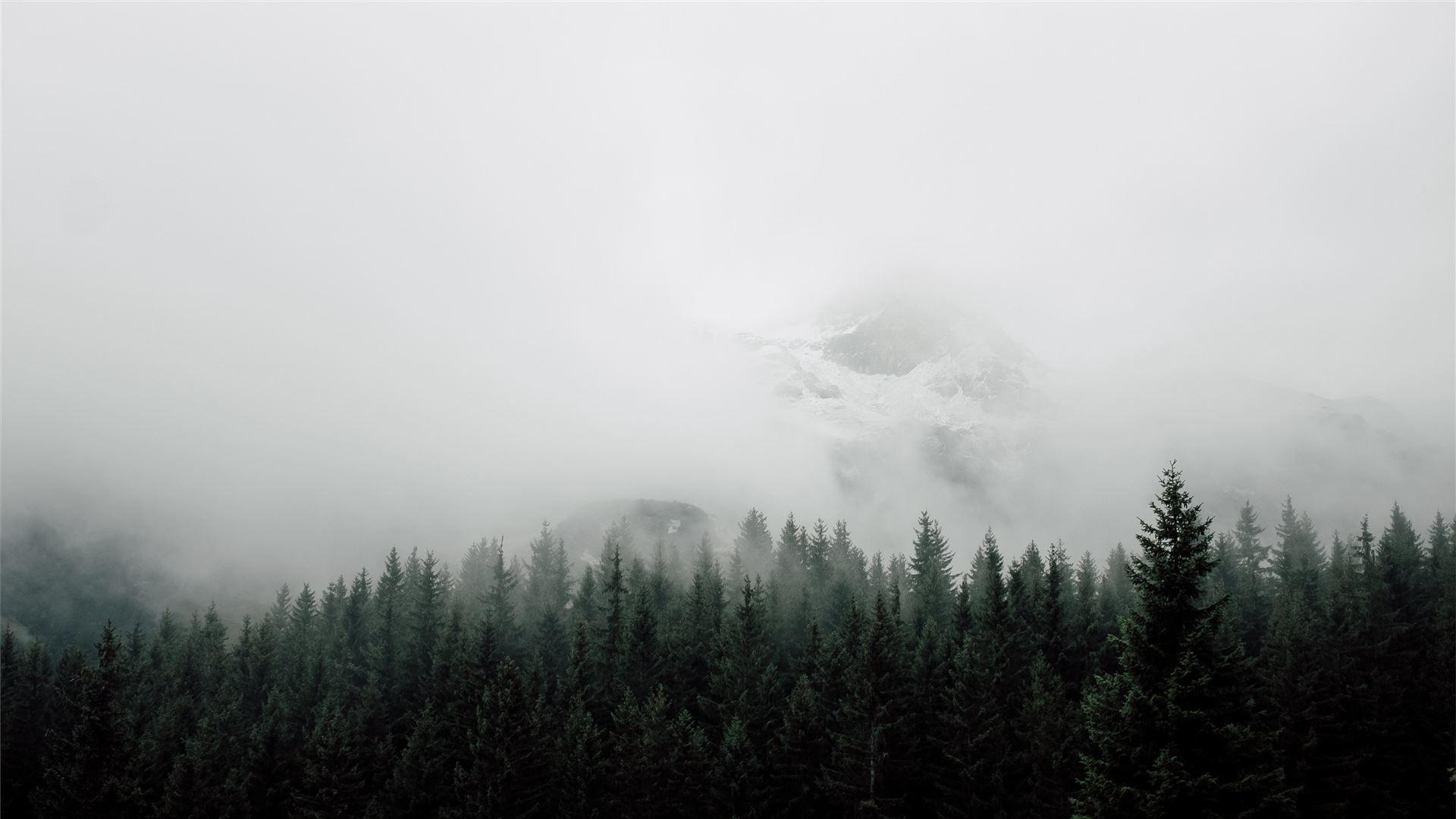 Black and White Forest Wallpapers - Top Free Black and White Forest ...