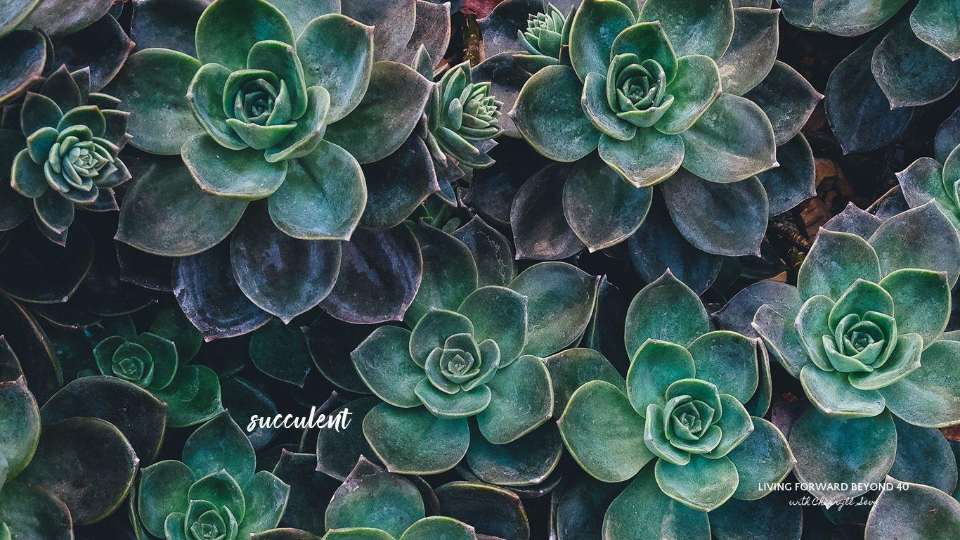 Succulents Desktop Wallpapers - Top Free Succulents Desktop Backgrounds ...