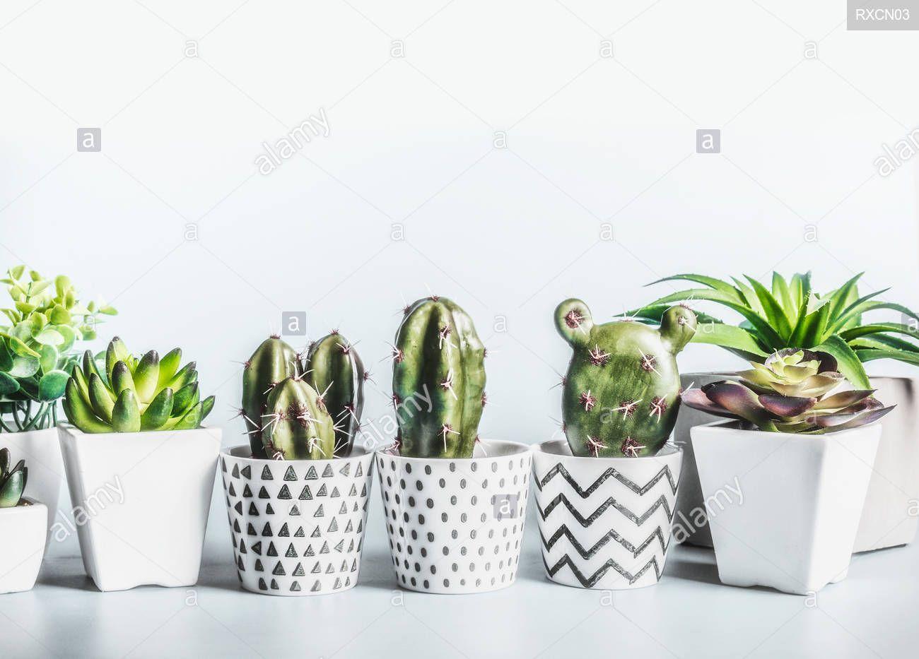 Succulents Desktop Wallpapers - Top Free Succulents Desktop Backgrounds ...