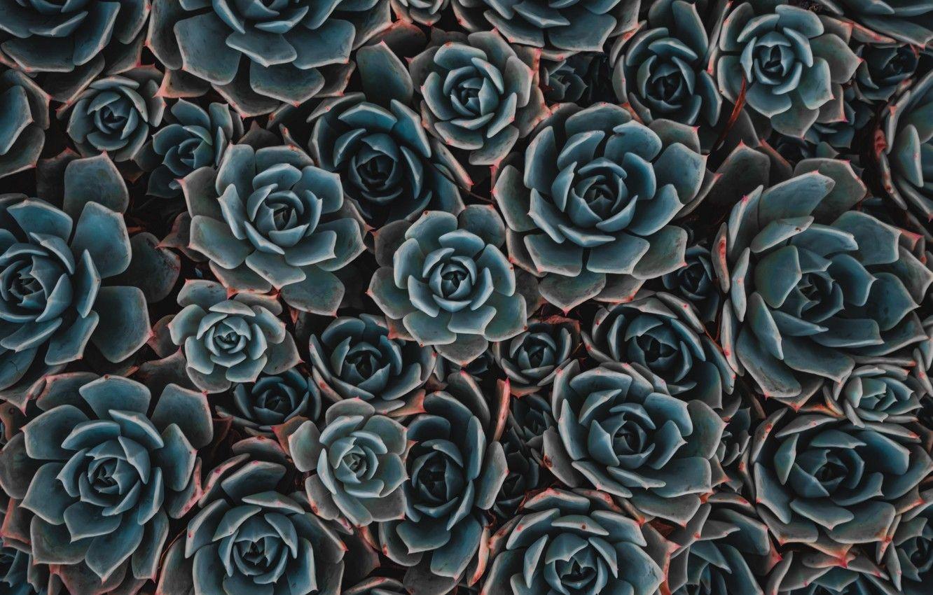 Succulents Desktop Wallpapers - Top Free Succulents Desktop Backgrounds ...