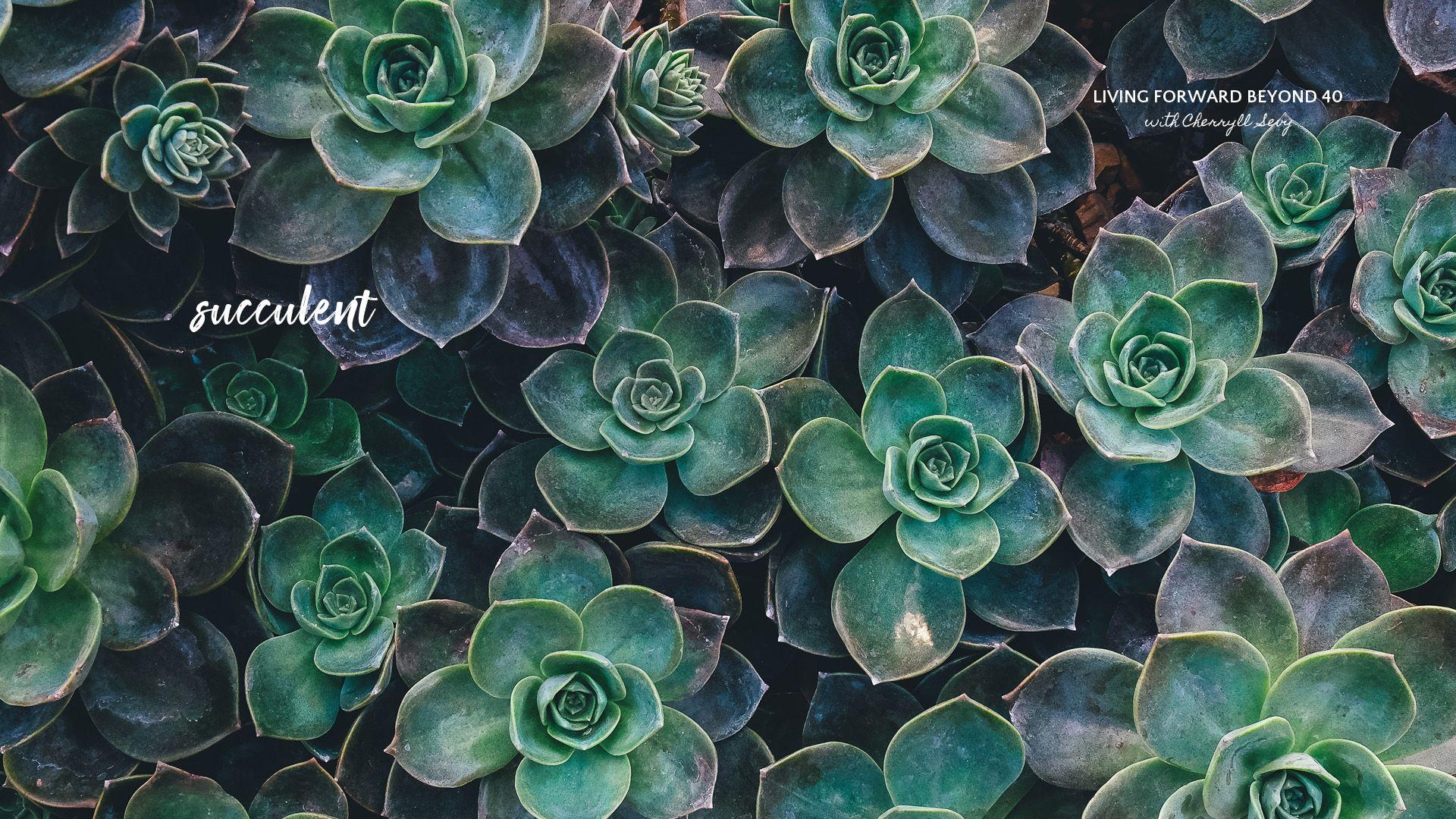 Succulents Desktop Wallpapers - Top Free Succulents Desktop Backgrounds ...
