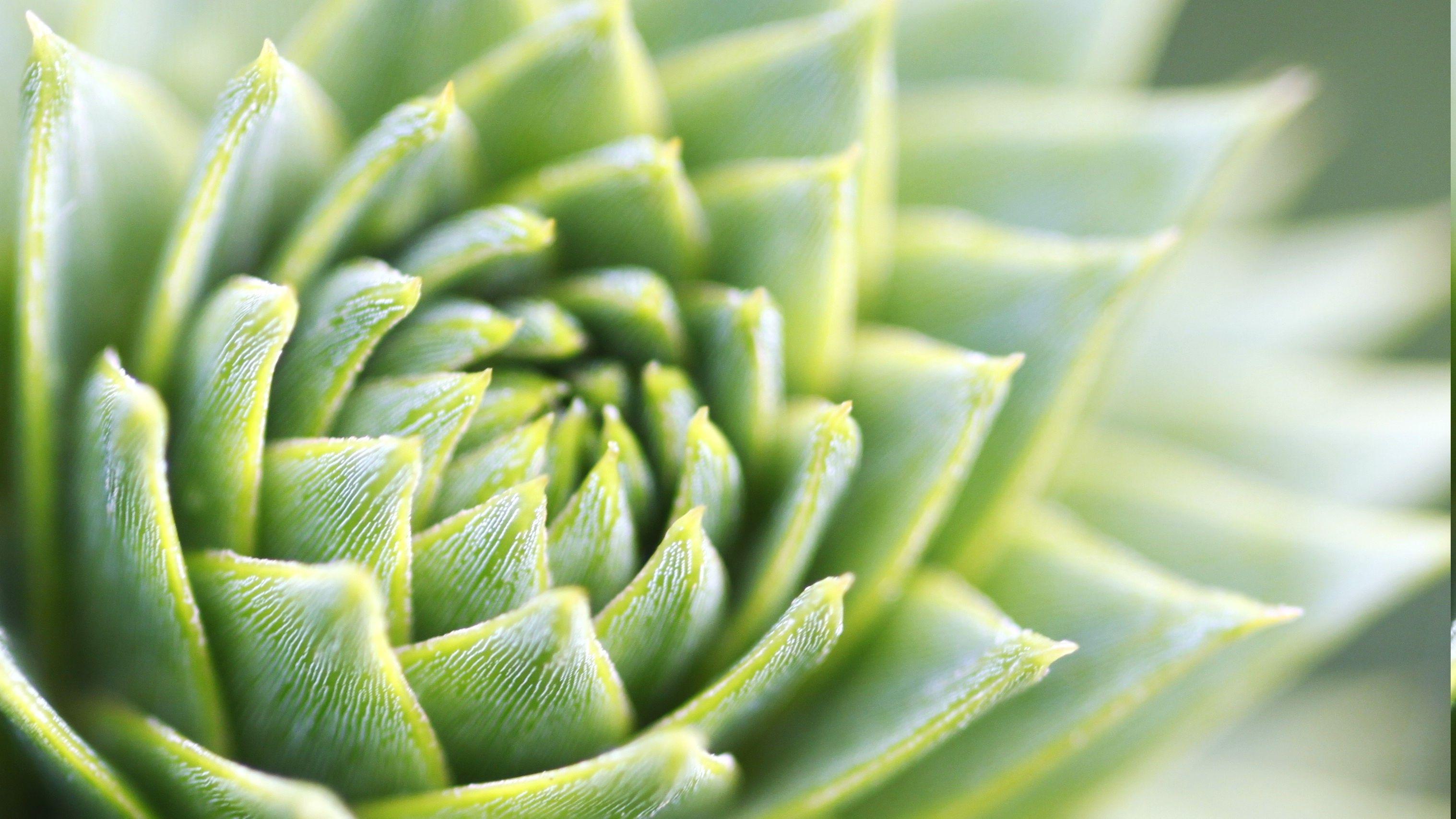 Succulents Desktop Wallpapers - Top Free Succulents Desktop Backgrounds ...
